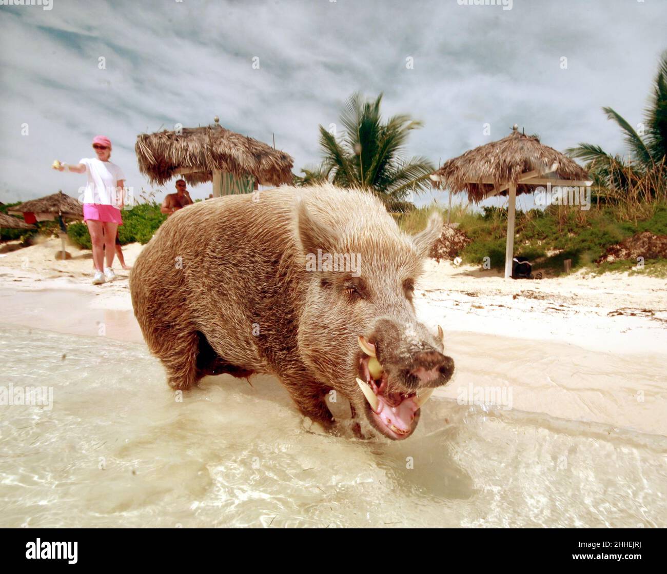 BABE THE WILD BOAR TAKES A WELL EARNED REST ON THE SAND ON HIS OWN ...