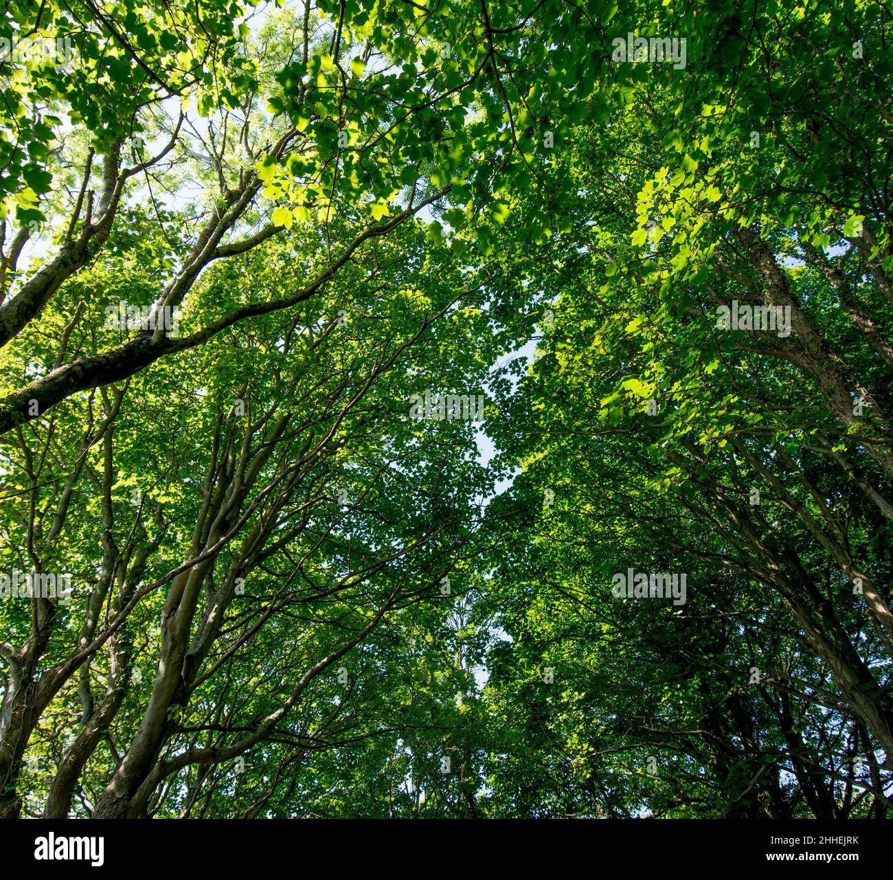 Sun dappled canopies hi-res stock photography and images - Alamy
