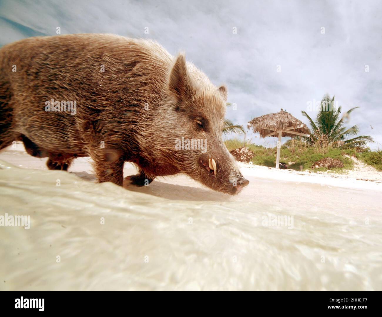 BABE THE WILD BOAR TAKES A WELL EARNED REST ON THE SAND ON HIS OWN ...