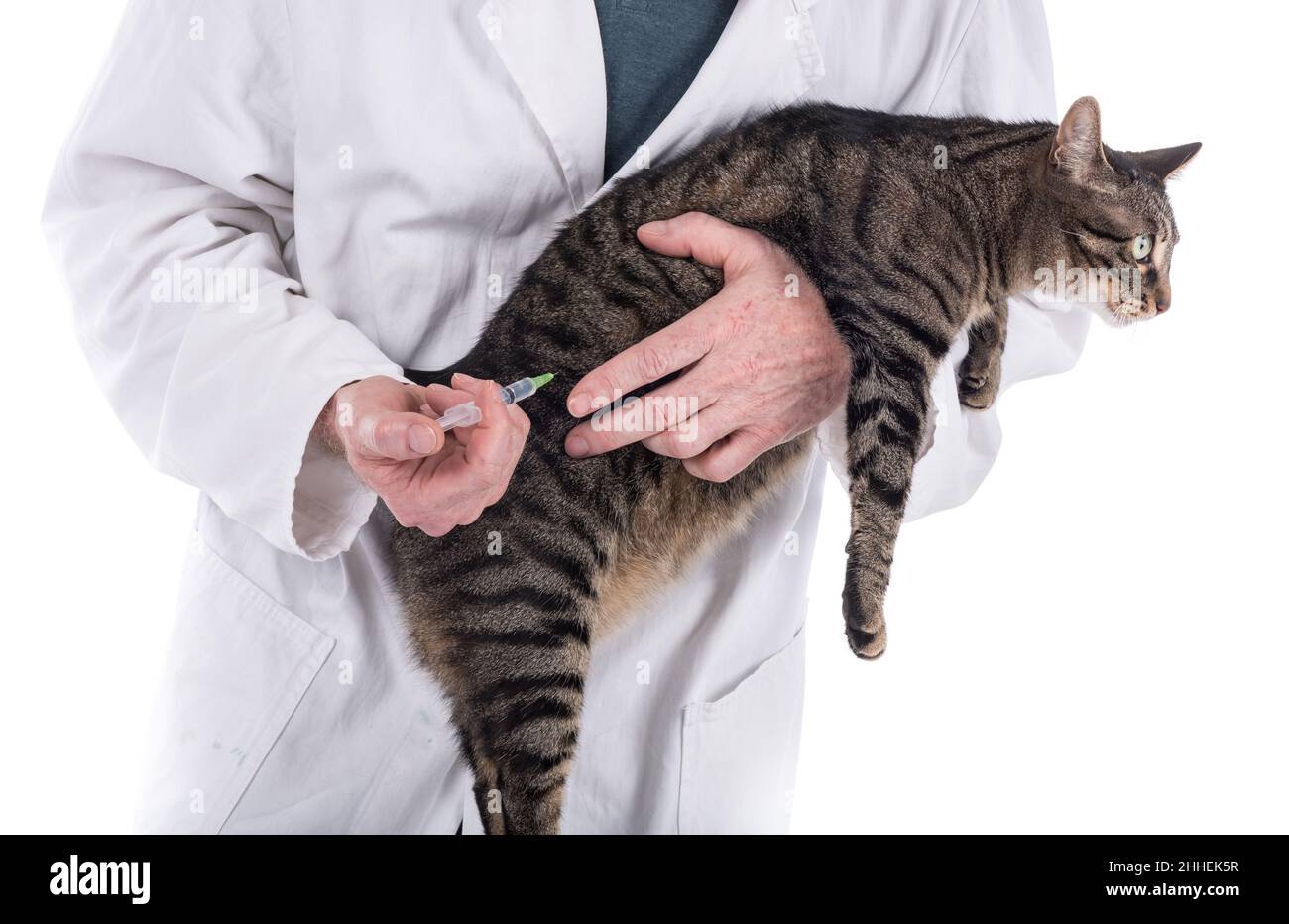 Veterinarian giving an injection to a cat Stock Photo - Alamy