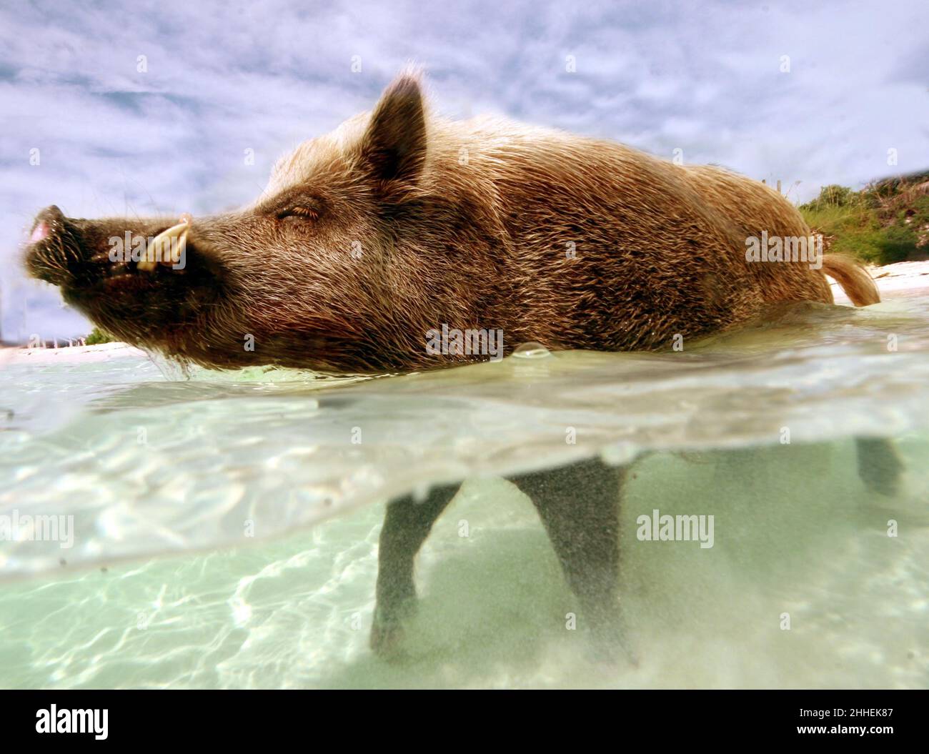 BABE THE WILD BOAR TAKES A WELL EARNED REST ON THE SAND ON HIS OWN ...