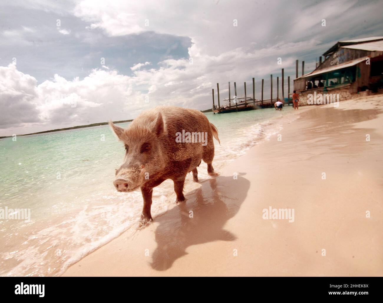 BABE THE WILD BOAR TAKES A WELL EARNED REST ON THE SAND ON HIS OWN ...