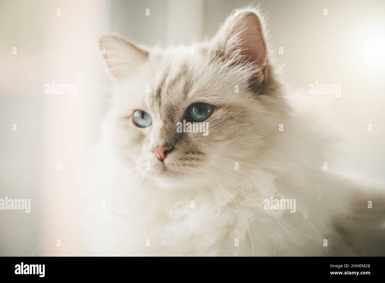 Portrait of beautiful sacred cat of burma with blue eyes Stock Photo ...