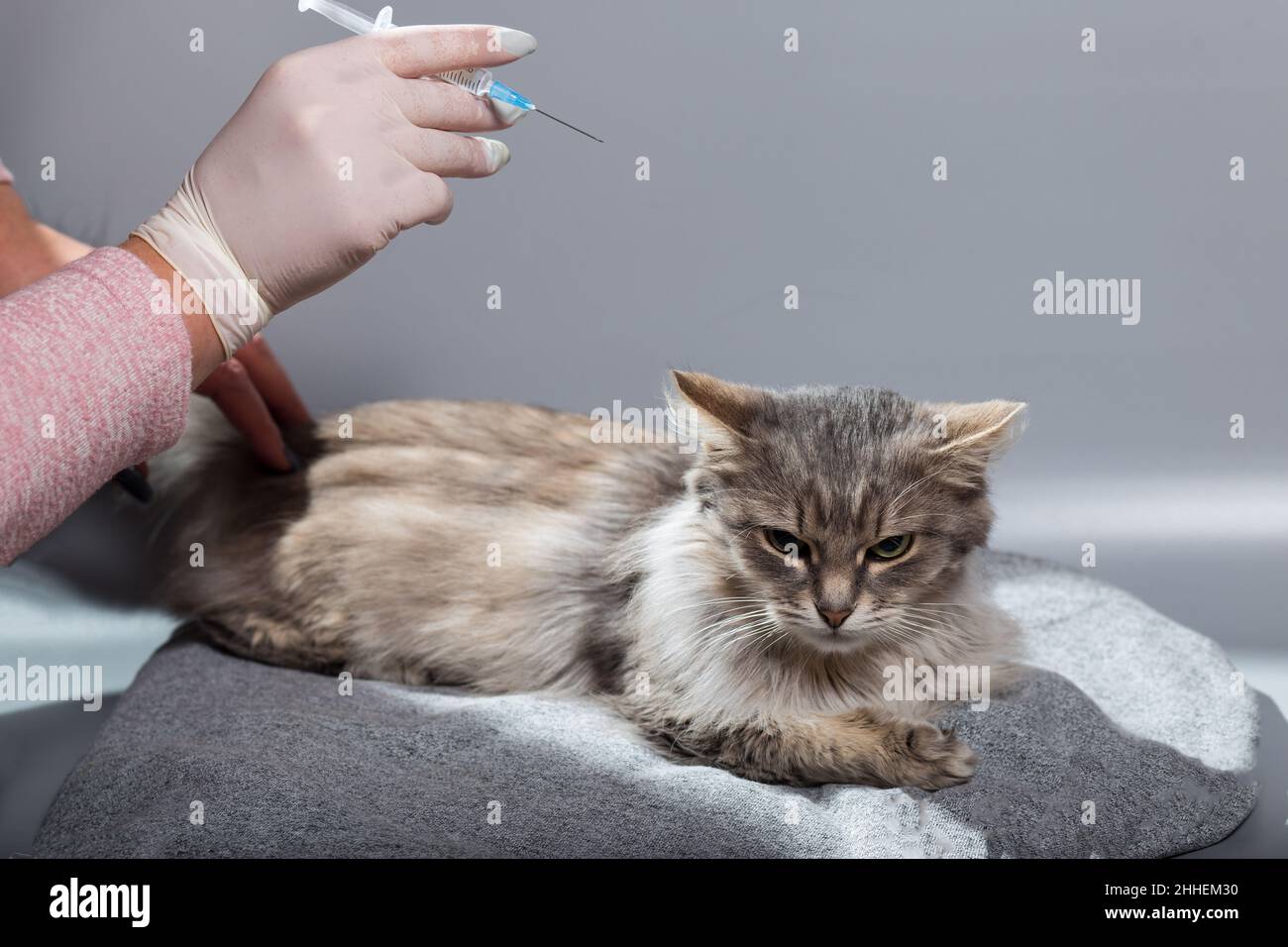 Hand in glove making vaccination for grey cat, angry cat befor ...