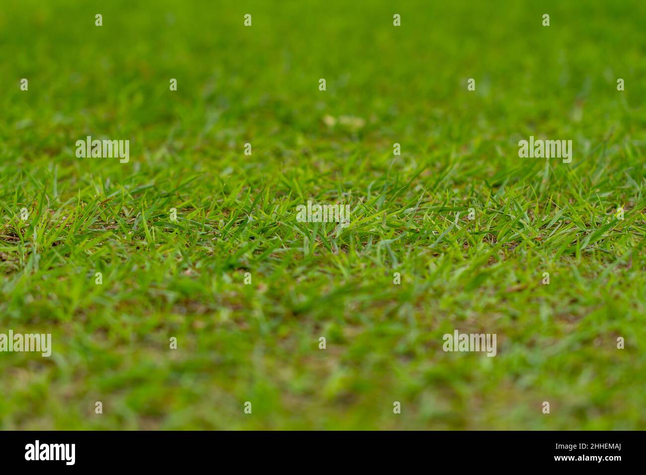 Blurred expanse of fresh green grass, for a fresh green and nature ...