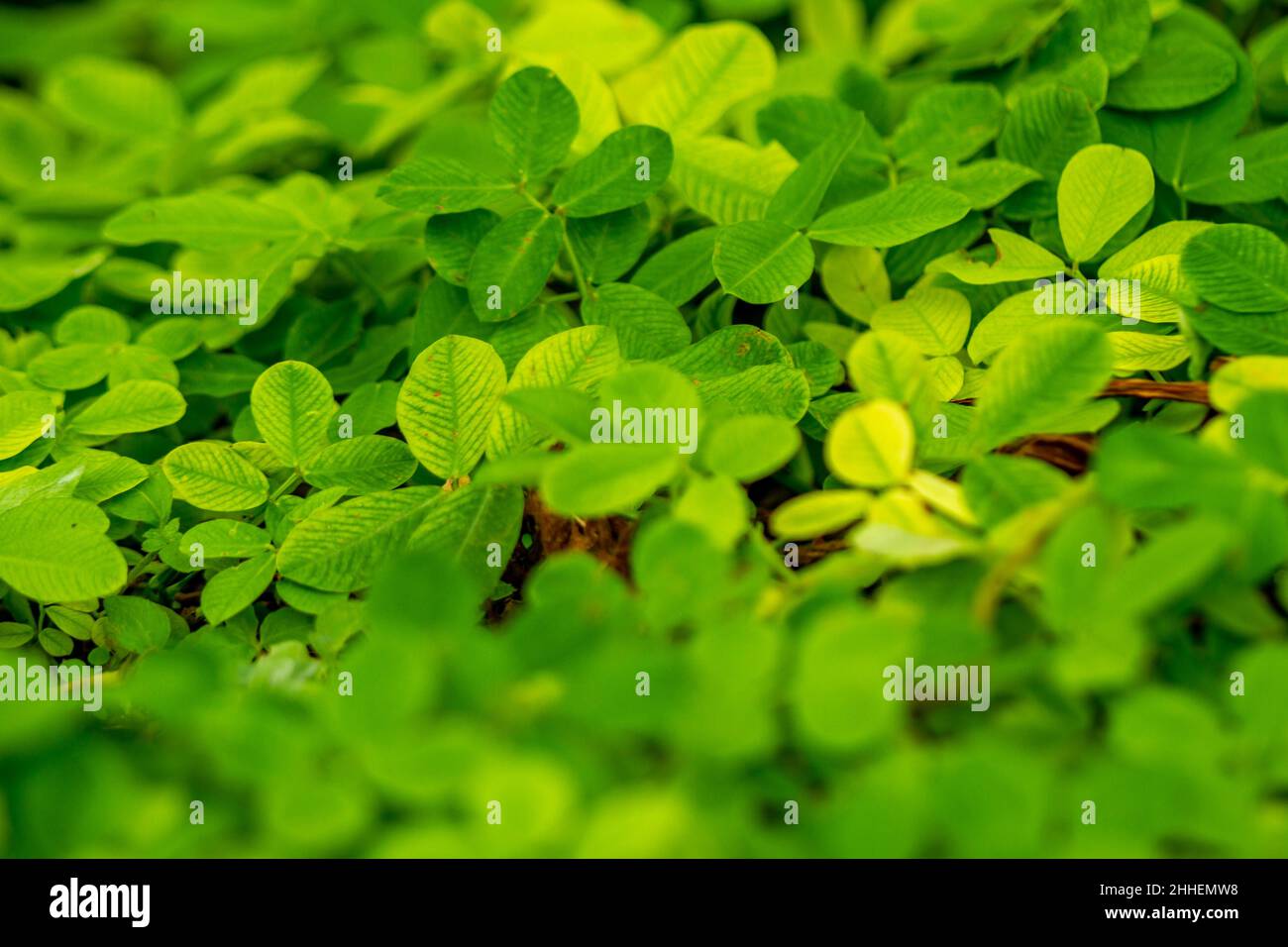 Spread of grass leaves with a type of Pinto peanut (Arachis pintoi Krap ...