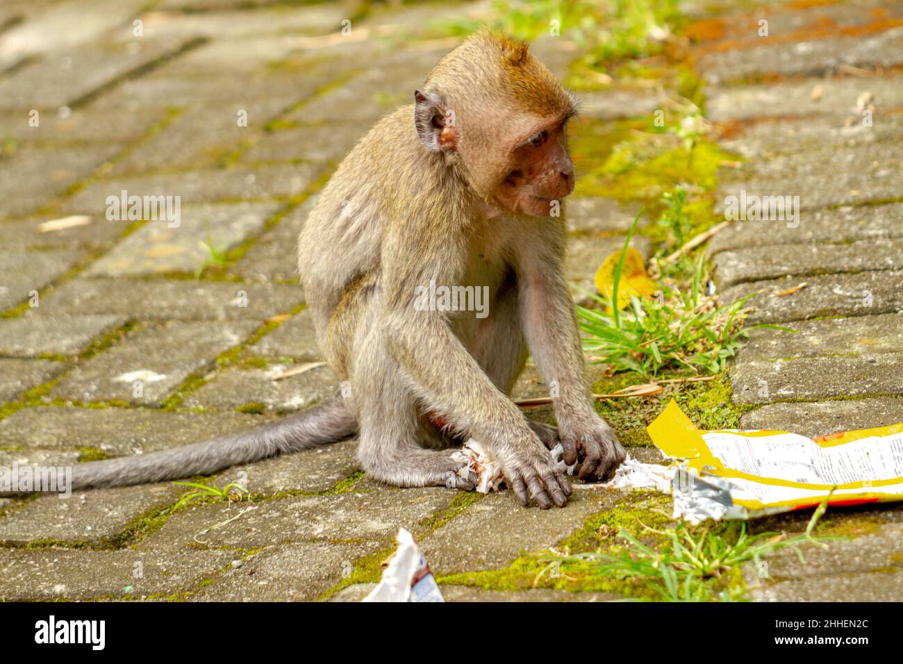 A monkey looks for food from leftover snacks in plastic packaging, its ...
