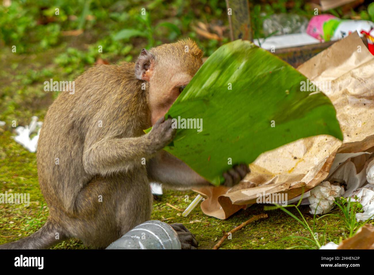 A monkey looks for food from a pile of garbage dumped by humans, its ...