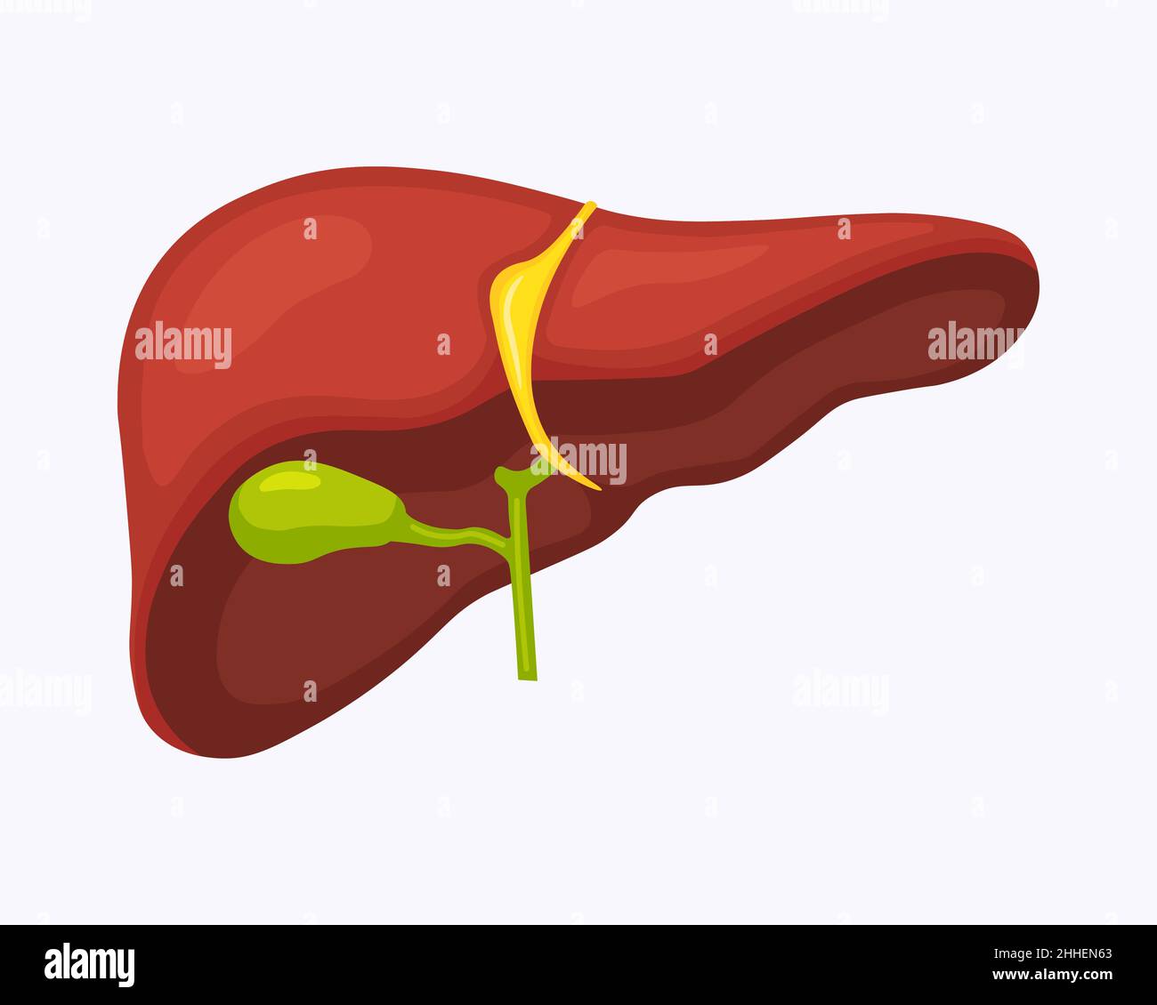 Human Liver Anatomy High Resolution Stock Photography and Images - Alamy