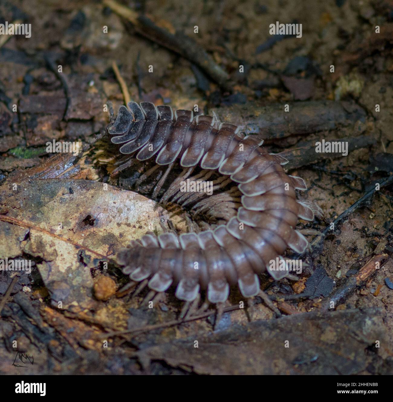 Leg segment hi-res stock photography and images - Alamy