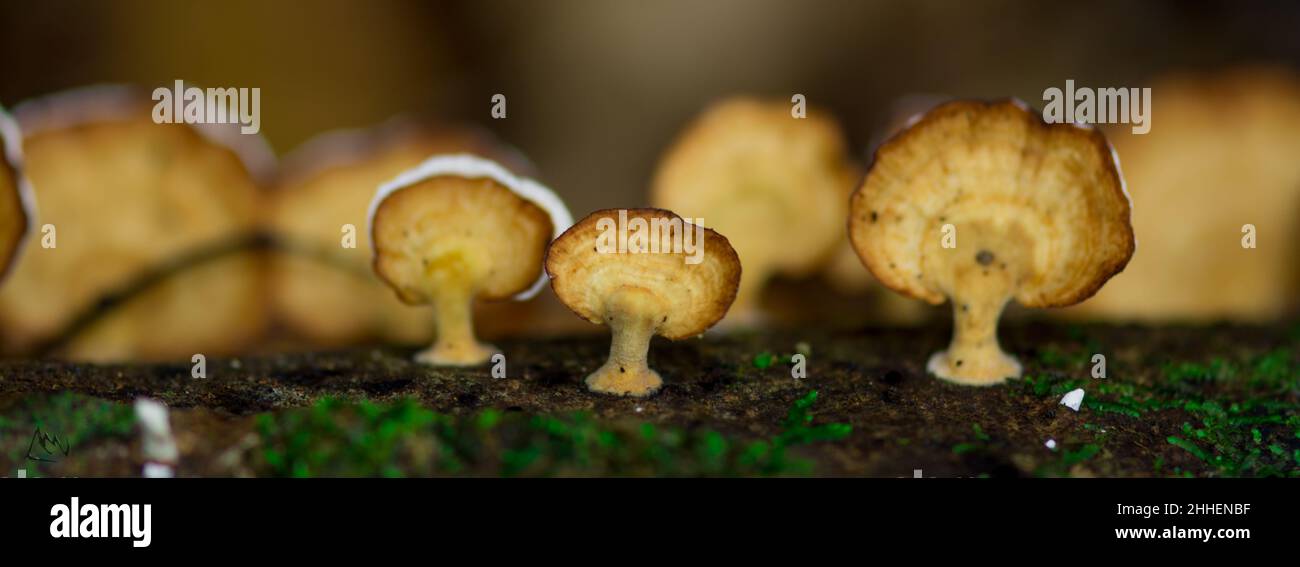 Wild fungi patterns hi-res stock photography and images - Alamy