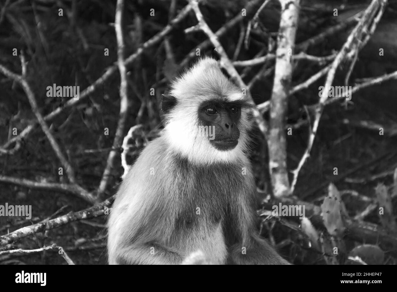 Monkeys mammals Black and White Stock Photos & Images - Alamy