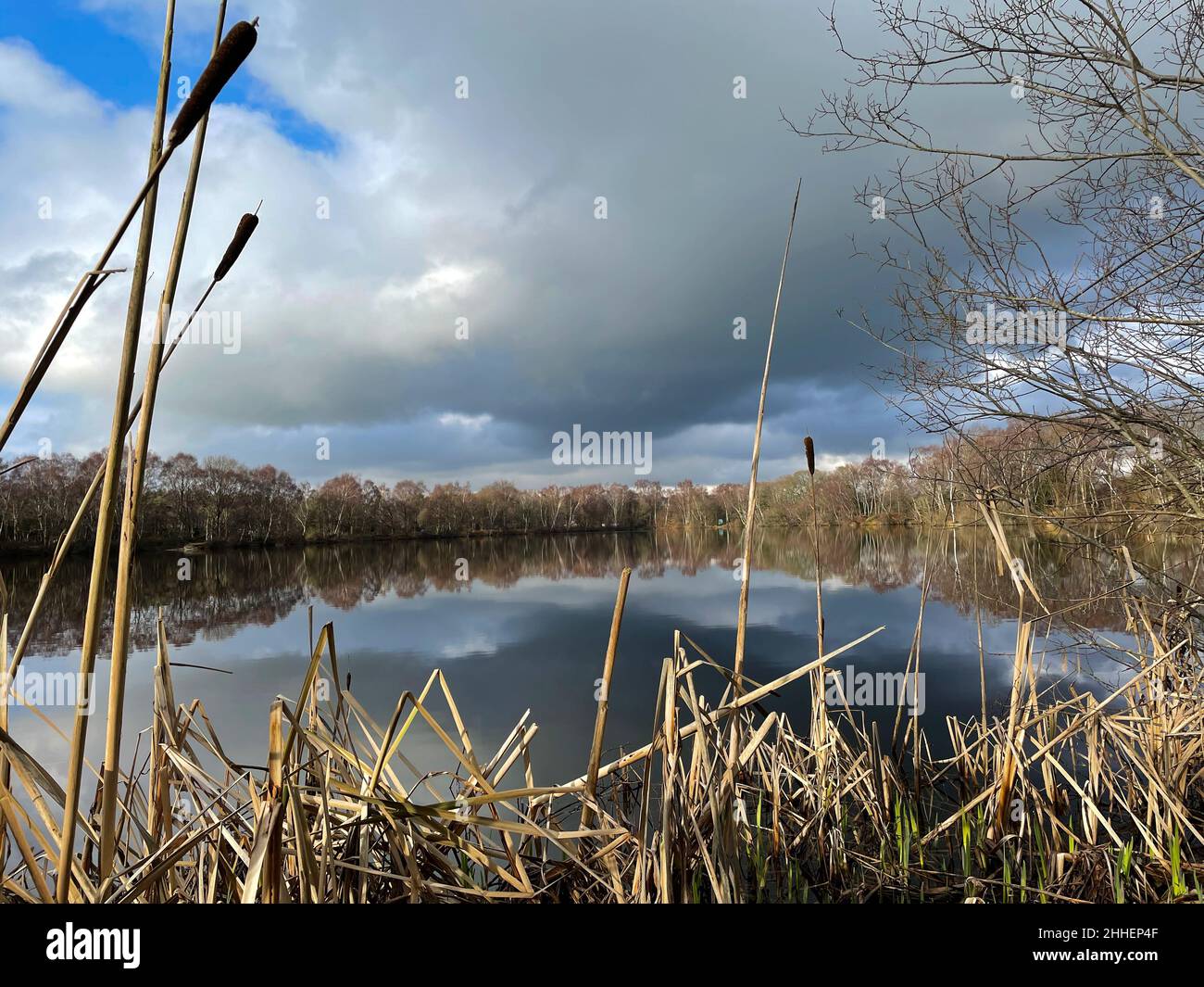 Bullrushes hi-res stock photography and images - Alamy