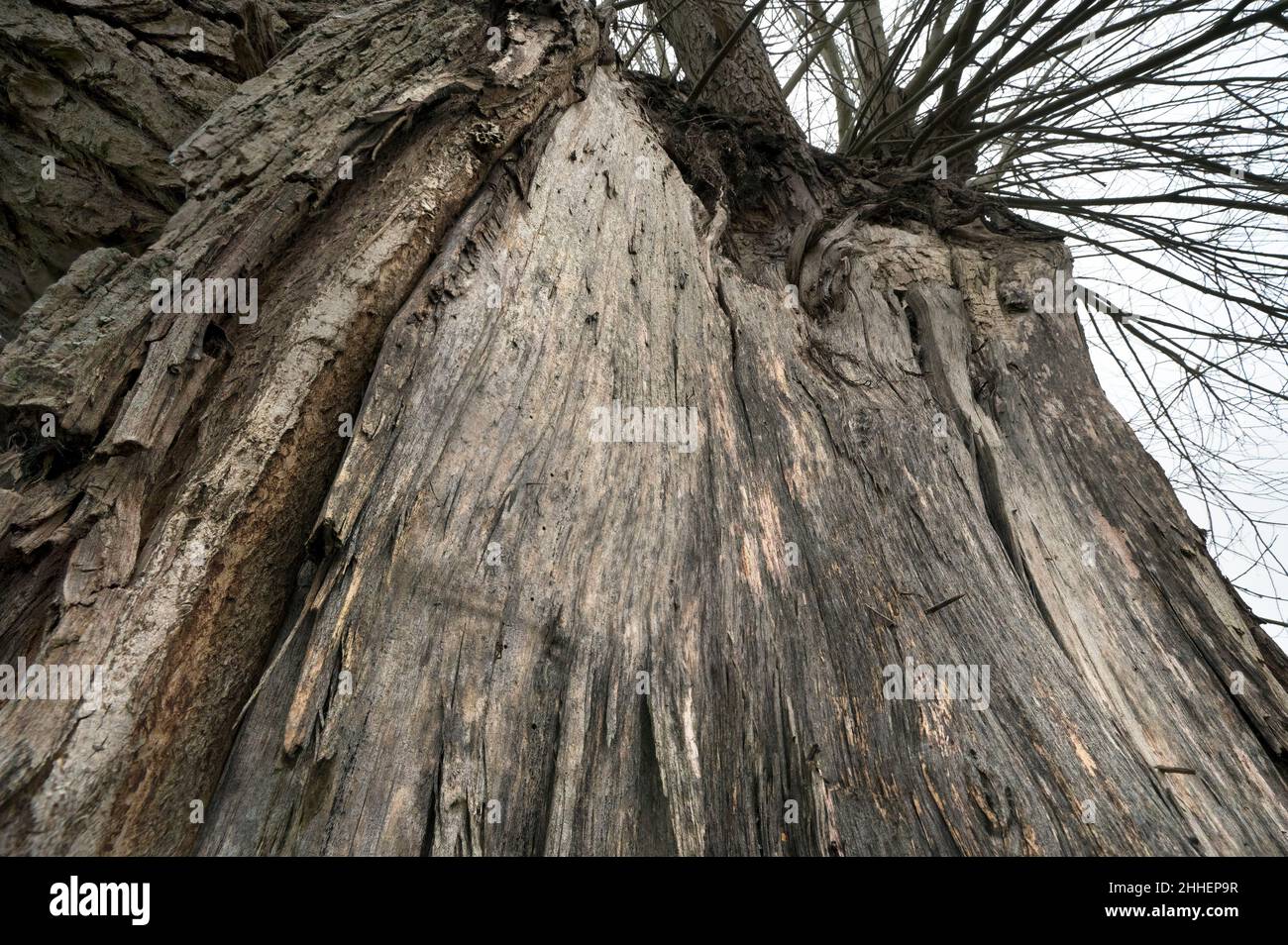 Bark damage on very old Willow tree Stock Photo - Alamy