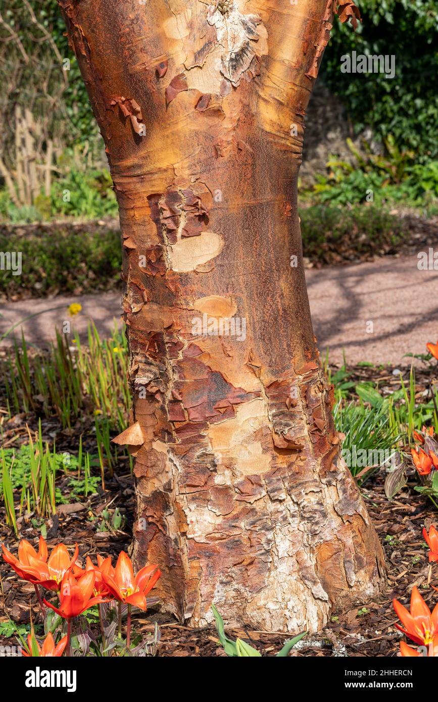 Acer griseum tree bark texture, which is commonly known as Paperbark ...
