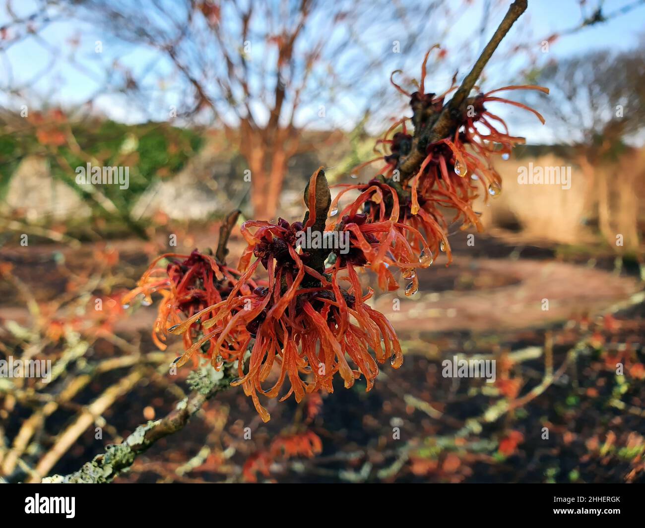 Hamamelis x Intermedia 'Jelena' (witch hazel) a winter spring flowering ...