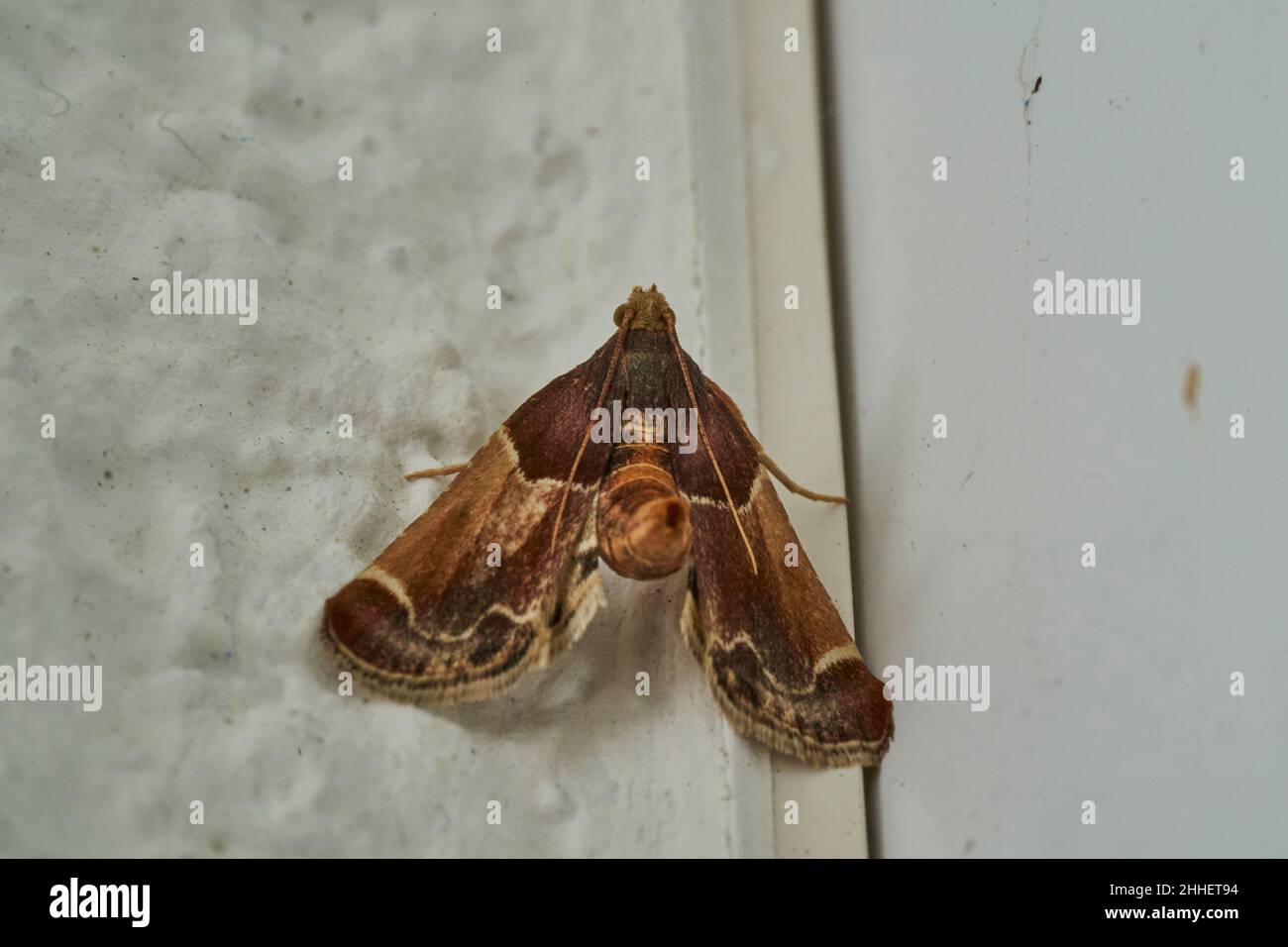 Small brown white moth hi-res stock photography and images - Alamy