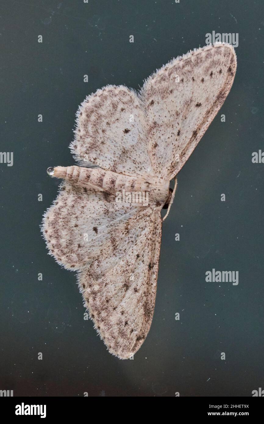 Small white moth hi-res stock photography and images - Alamy