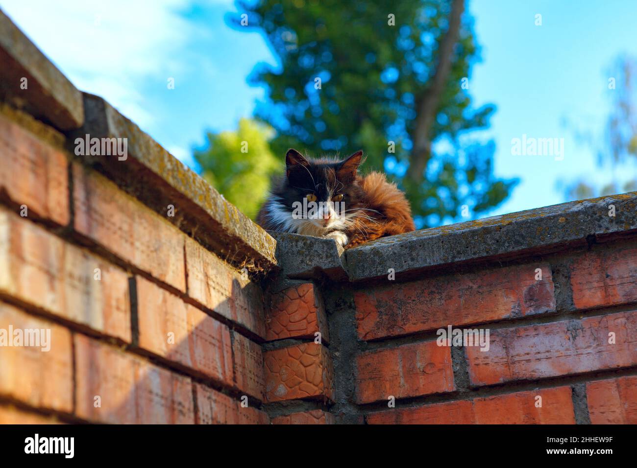 Cat wall bricks hi-res stock photography and images - Alamy