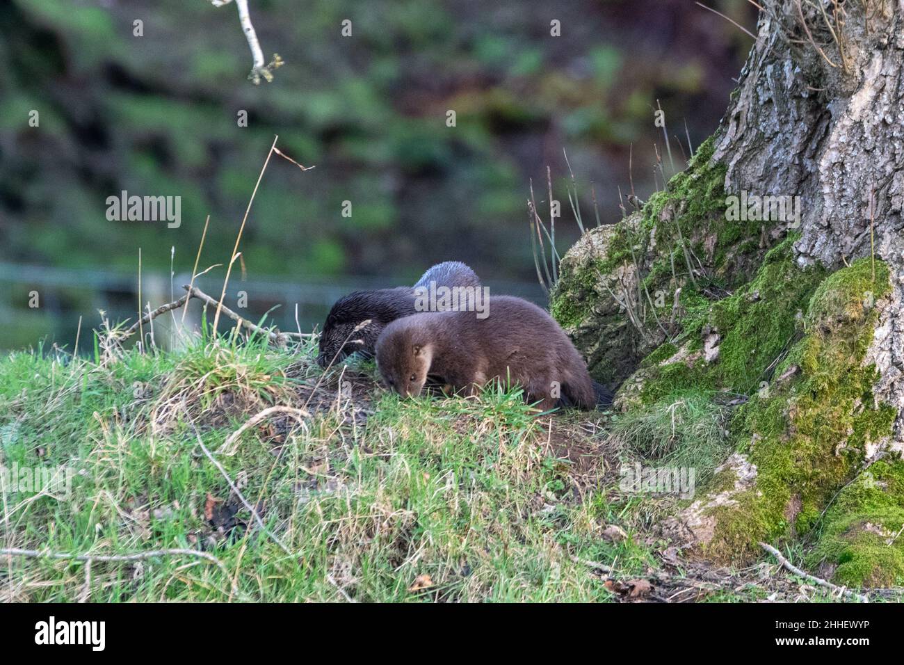 Eurasian Otter (Lutra lutra), River Don, Aberdeen, Scotland, UK Stock ...