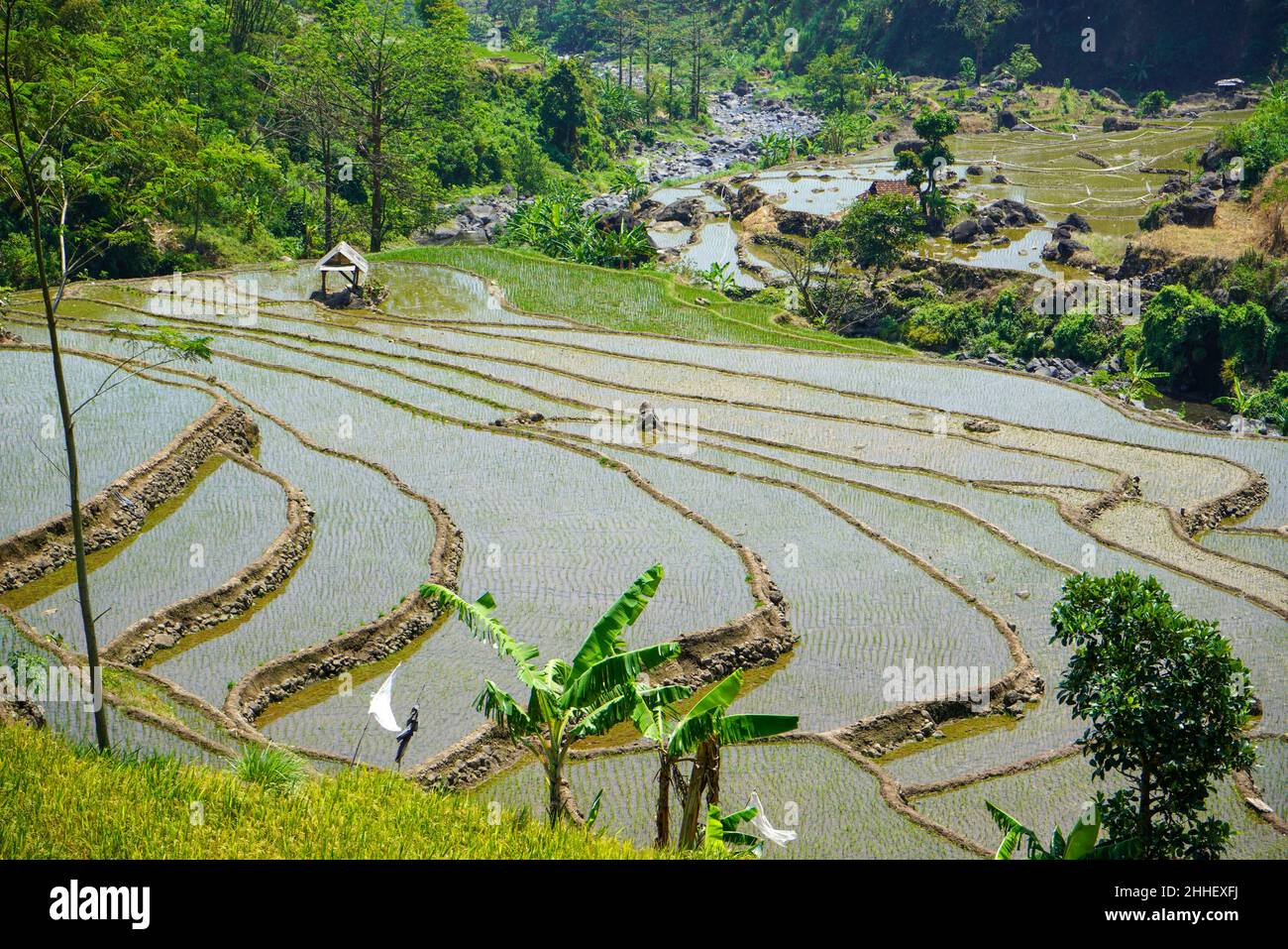 Rice fields formed with a terracing system make it easier to irrigate ...
