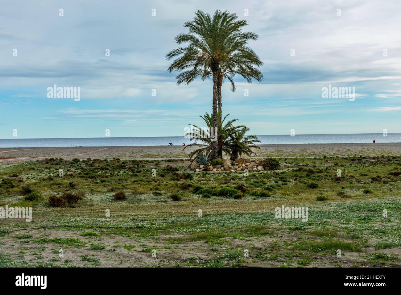 Phoenix dactylifera, Date Palm Trees on the Beach at Garrucha, Almeria ...