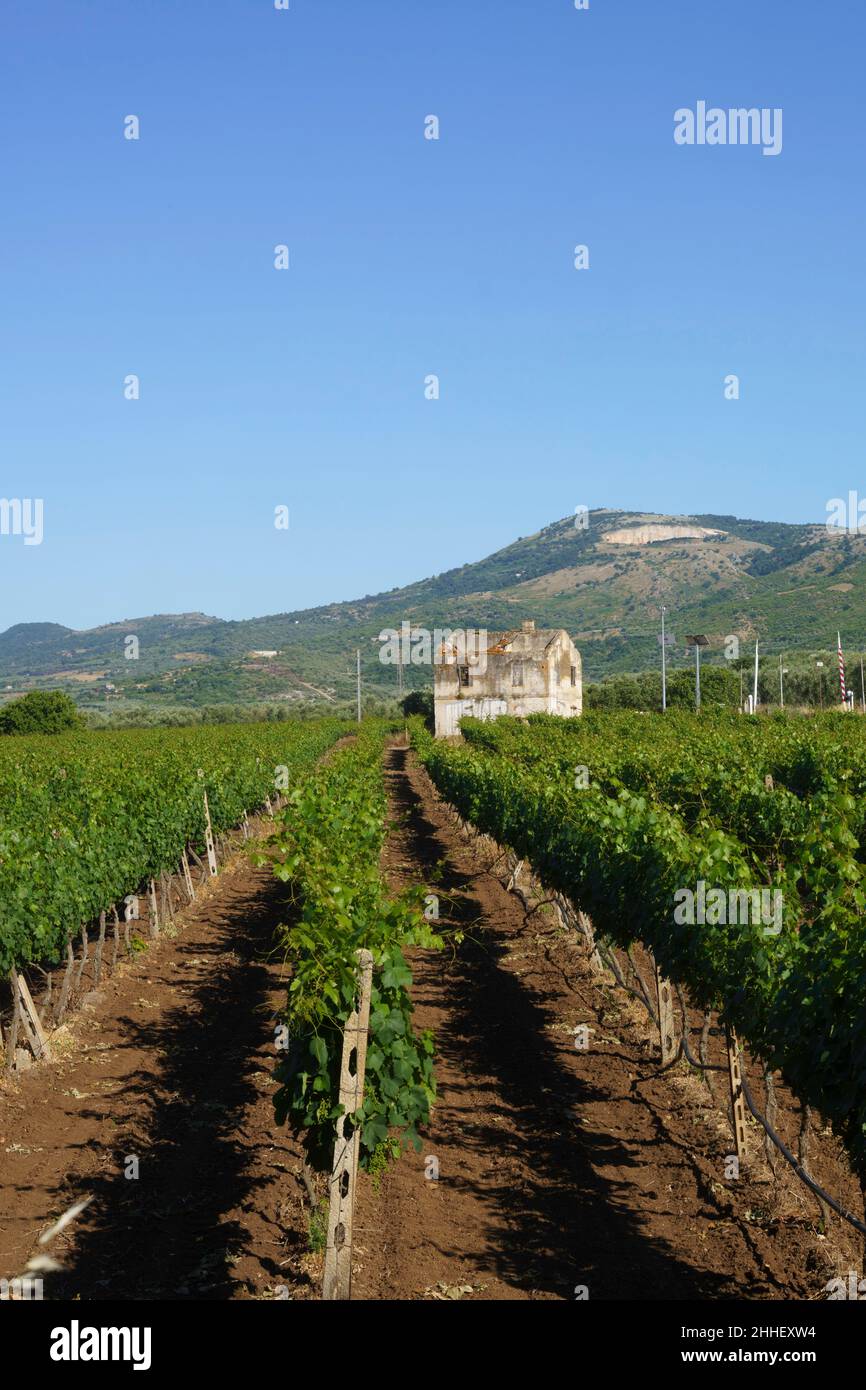 Rural landscape of the Gargano, Foggia province, Apulia, Italy, along ...