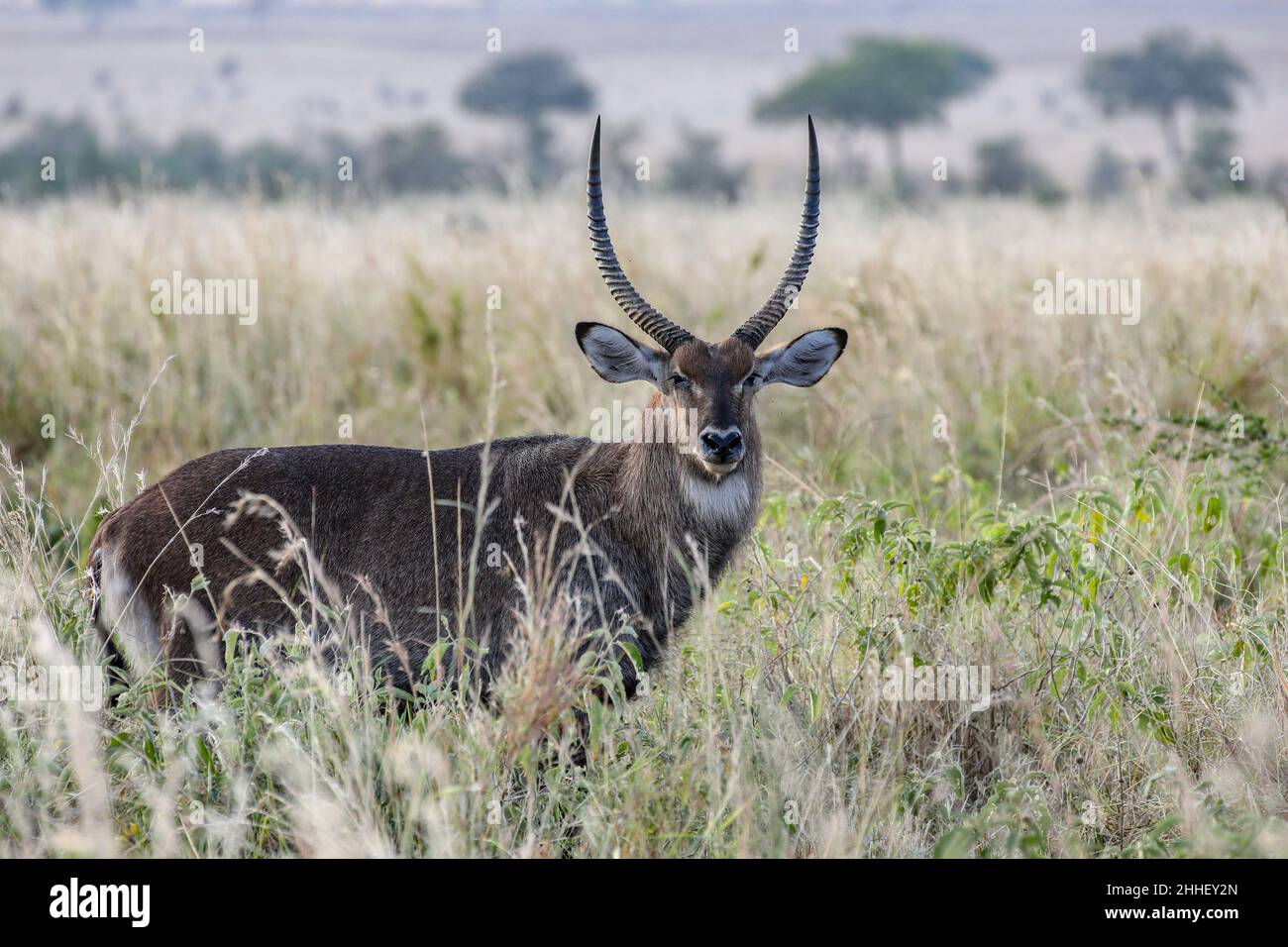 Fasa High Resolution Stock Photography and Images - Alamy