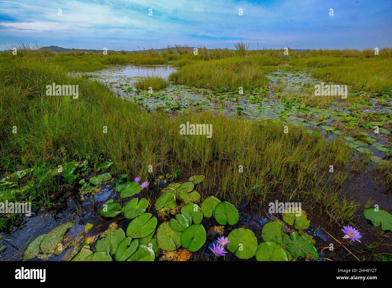 Mabamba swamp, Uganda. December 2021 Photo by Erik Sampers/ABACAPRESS ...
