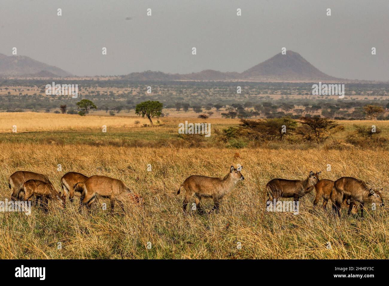 Fasa hi-res stock photography and images - Alamy