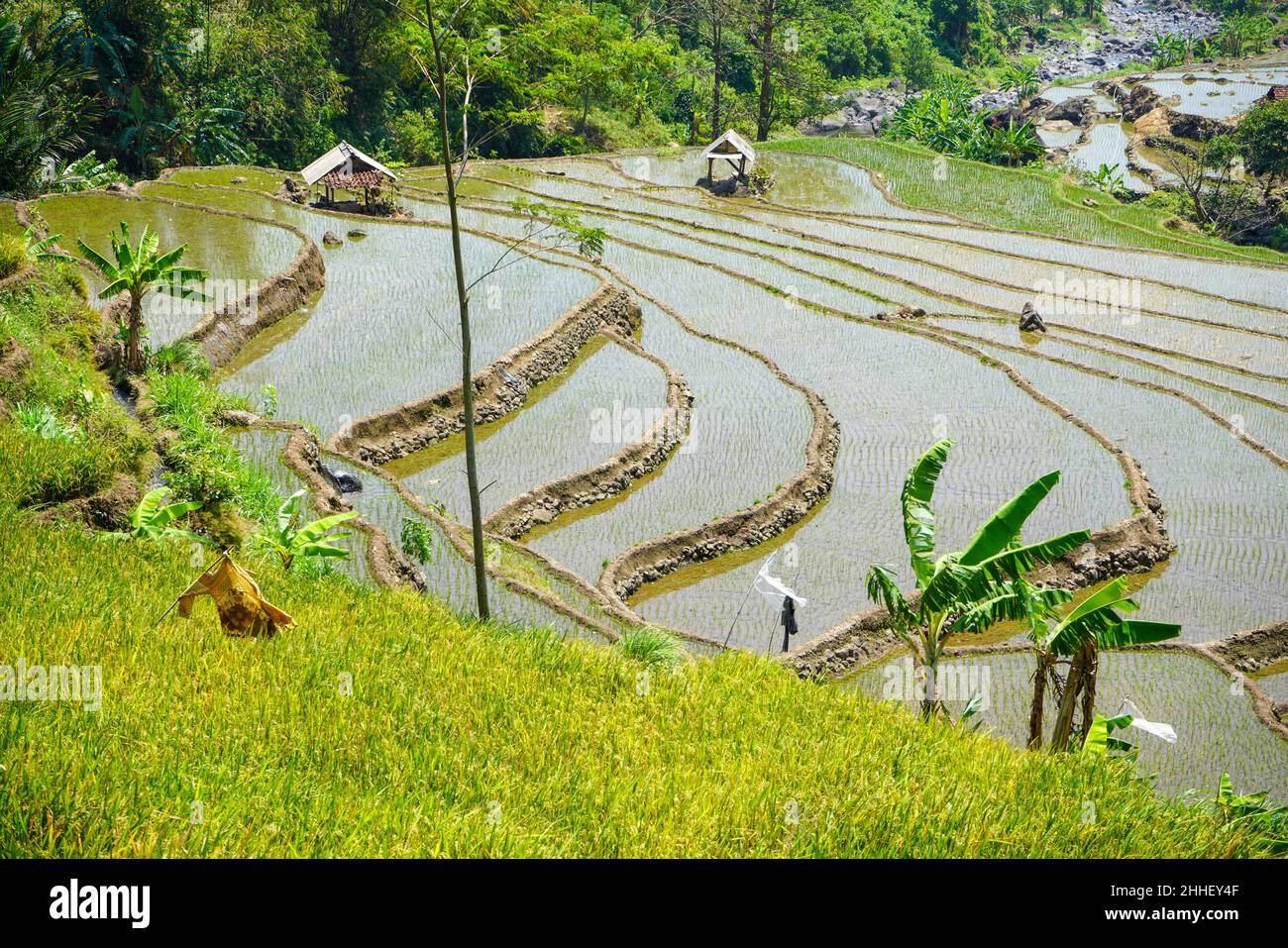 Rice fields formed with a terracing system make it easier to irrigate ...