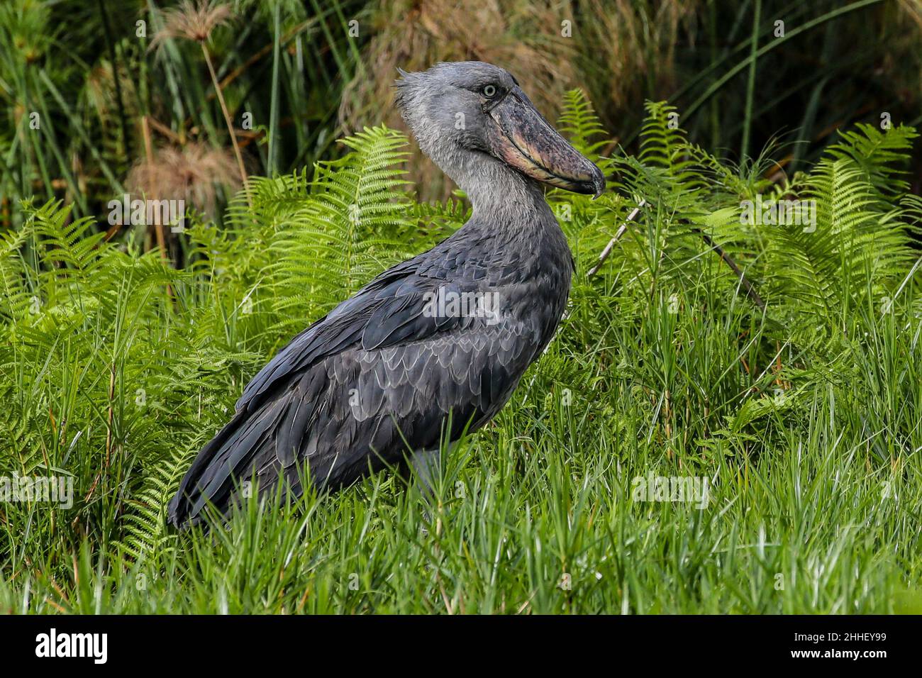 shoe beak, Mabamba swamp, Uganda. December 2021 Photo by Erik Sampers ...