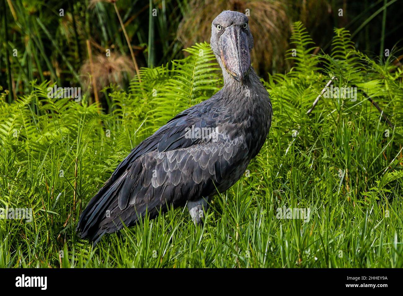 Shoe beak hi-res stock photography and images - Alamy