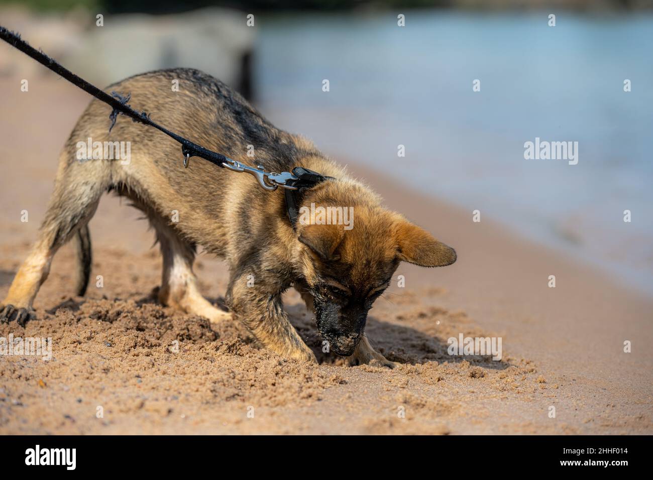 An eleven weeks old German Shepherd puppy playing on a sandy beach ...