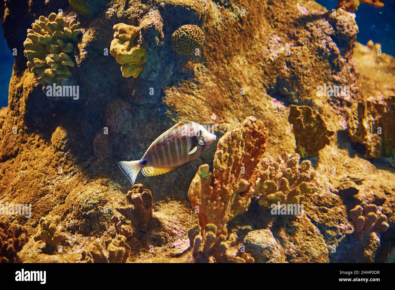 Colorful fishes in the deep under water, sea fish in zoo aquarium ...