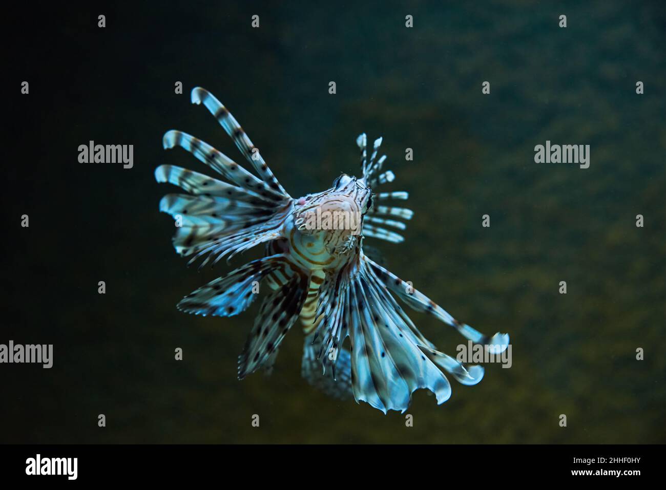 Under sea garden hi-res stock photography and images - Alamy