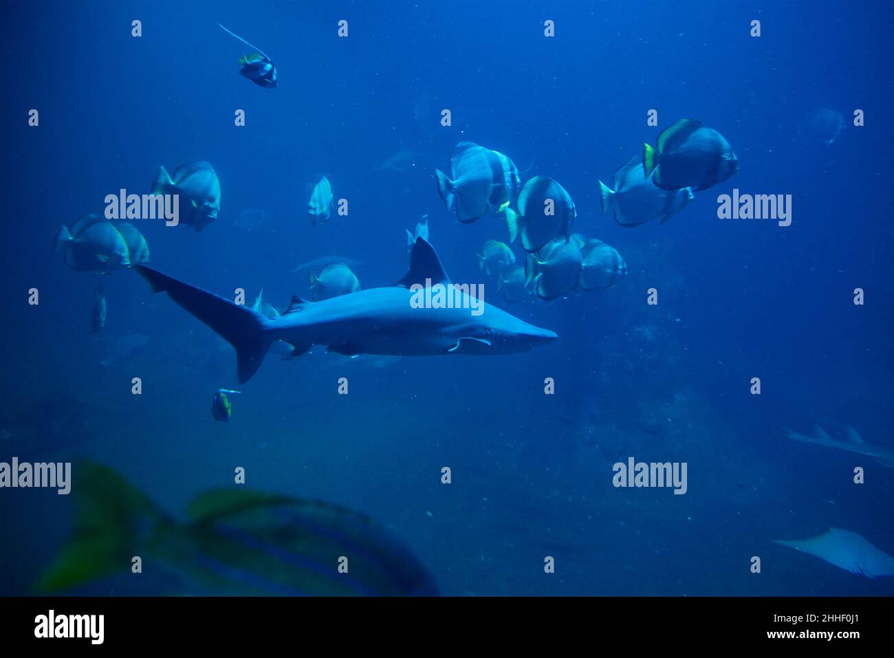 Large shark and other fishes in the deep under water, sea fish in zoo ...