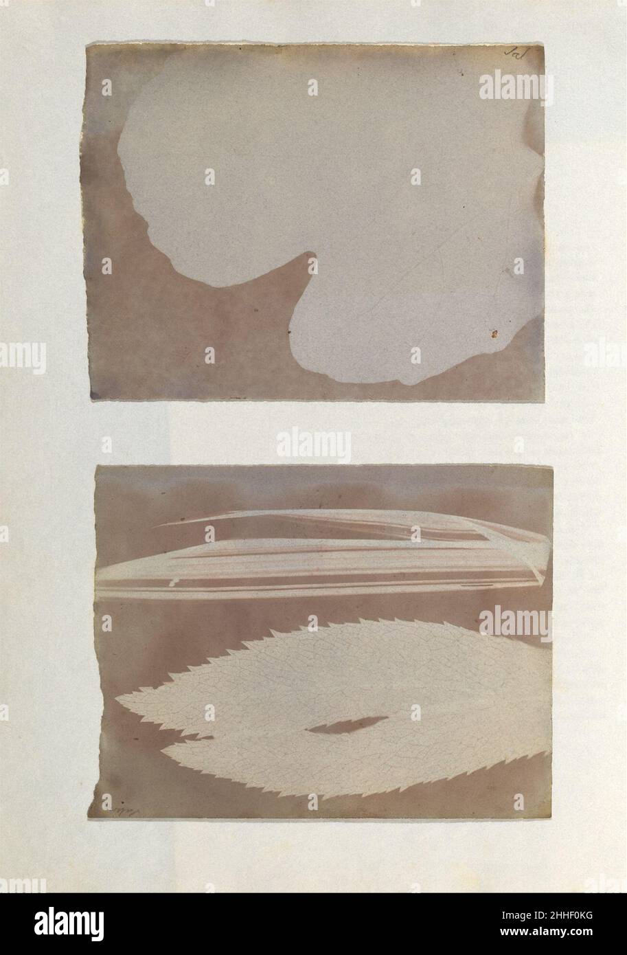 [Photogenic Drawing from Leaf] 1839–40 Likely Sebastiano Tassinari ...