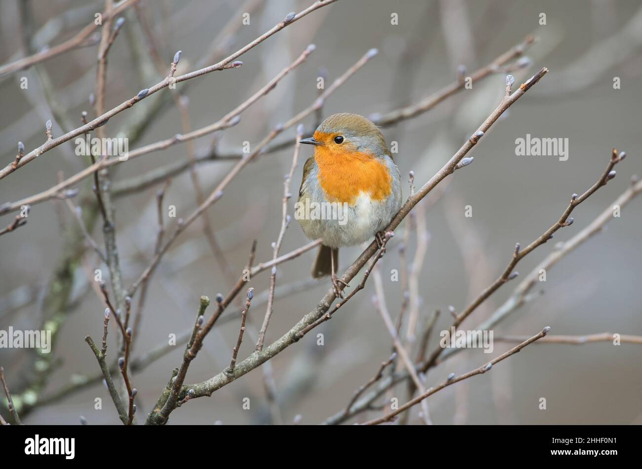Robin (Erithacus rubecula Stock Photo - Alamy