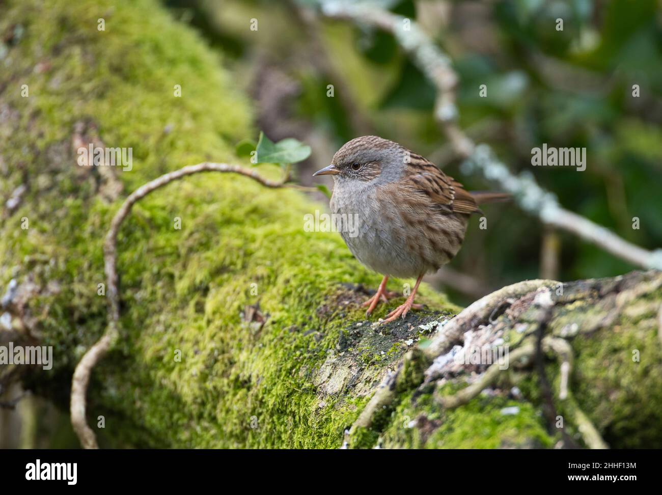 Dunnock (Prunella modularis Stock Photo - Alamy
