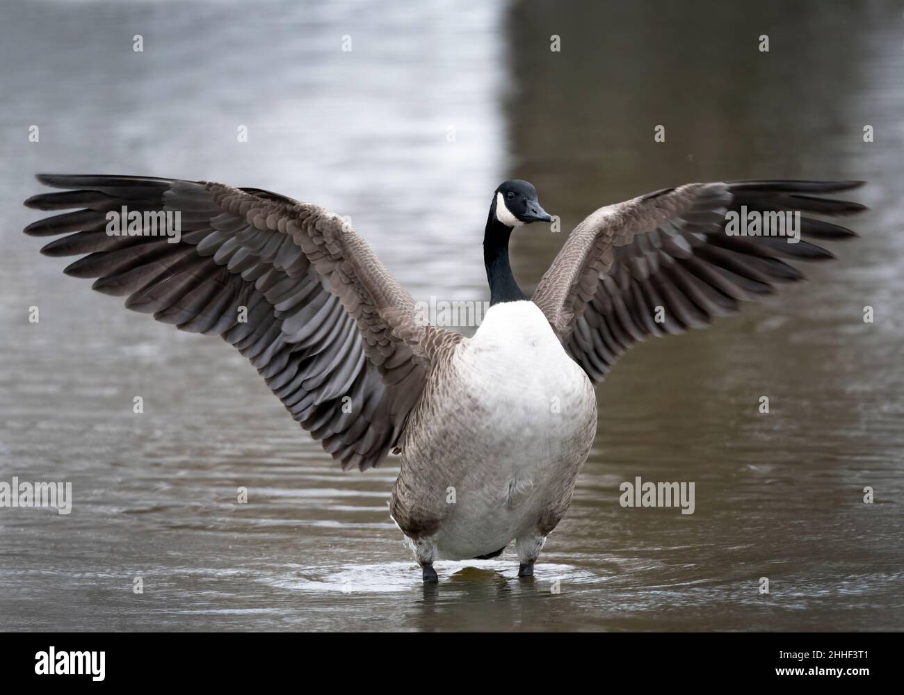 Canadian goose spreading his wings Stock Photo - Alamy