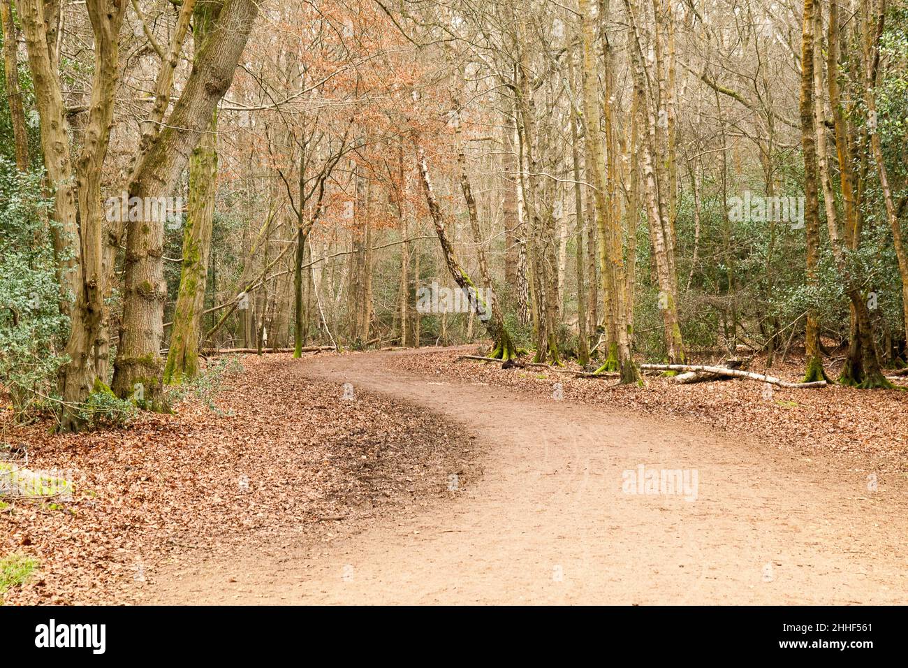 Epping Forest Essex, England UK Europe Stock Photo - Alamy