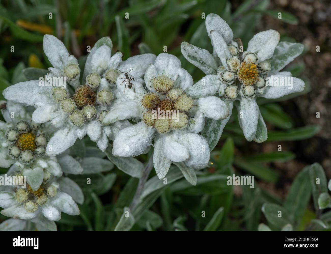 Edelweiss, Leontopodium nivale subsp. alpinum, Leontopodium nivale, in ...