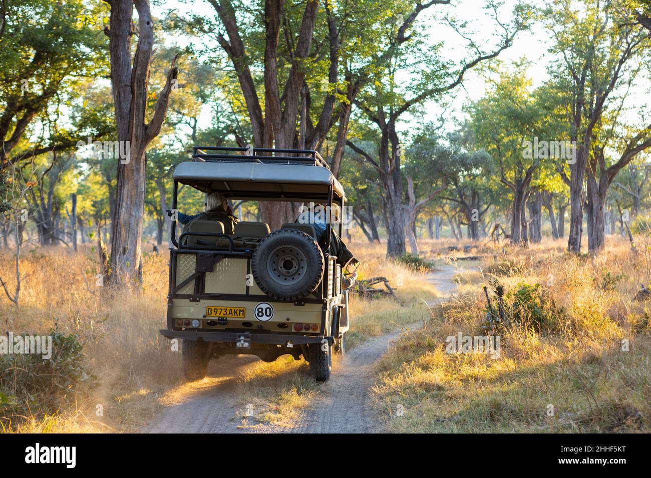 A safari jeep travelling along a pathway through the bush at sunrise ...