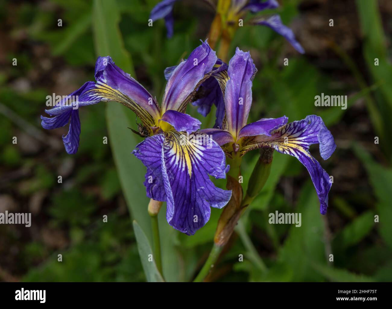 Leafless iris, Iris aphylla in flower in the Alps Stock Photo - Alamy