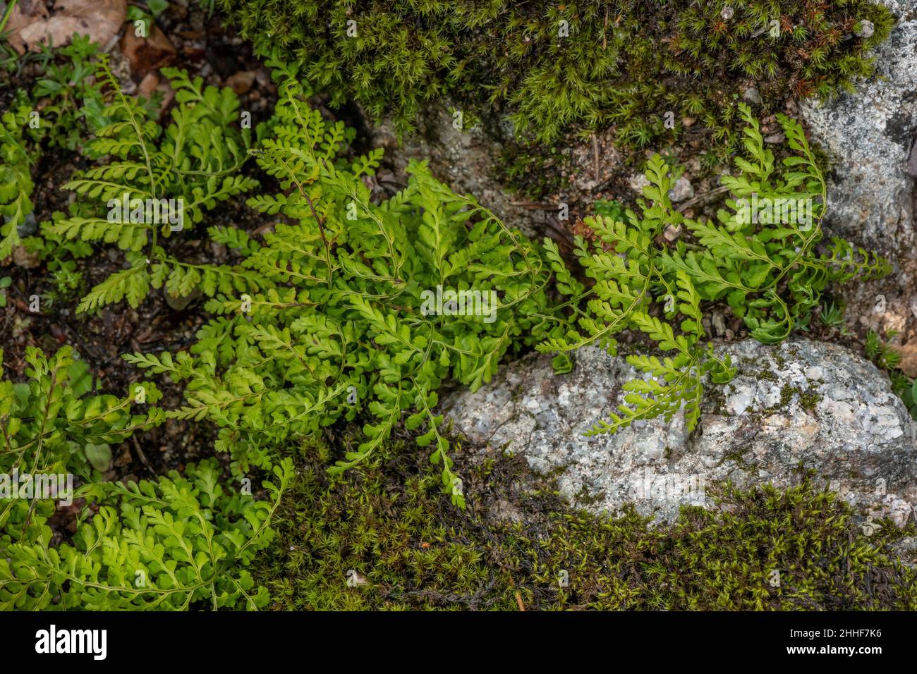 Sudeten Bladder Fern, Cystopteris sudetica fern fronds Stock Photo - Alamy