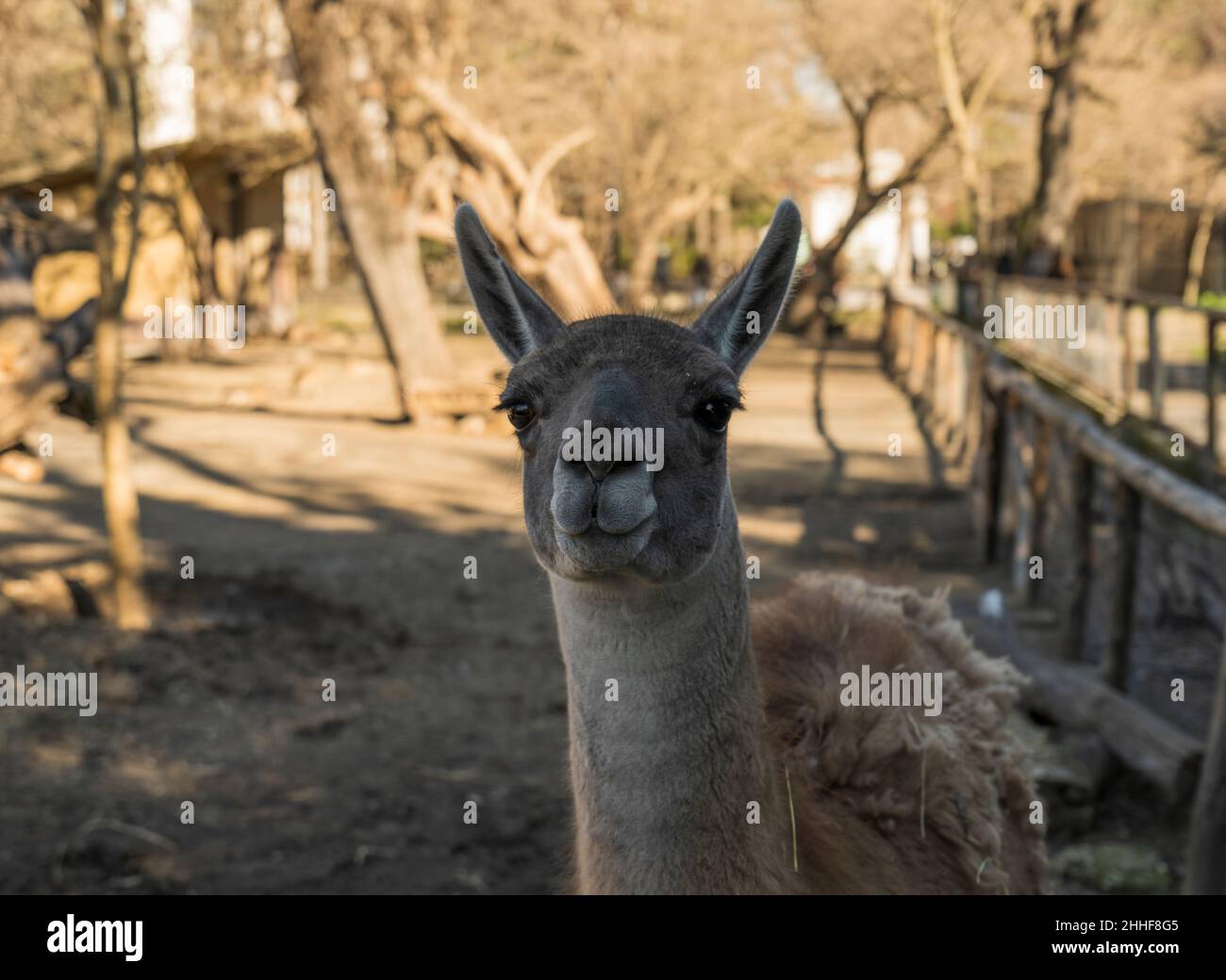 Lama at Naples's Zoo - Lama allo zoo di Napoli Stock Photo - Alamy