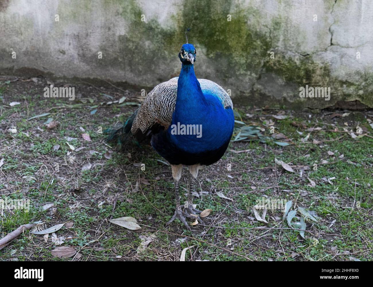 Pavone reale hi-res stock photography and images - Alamy