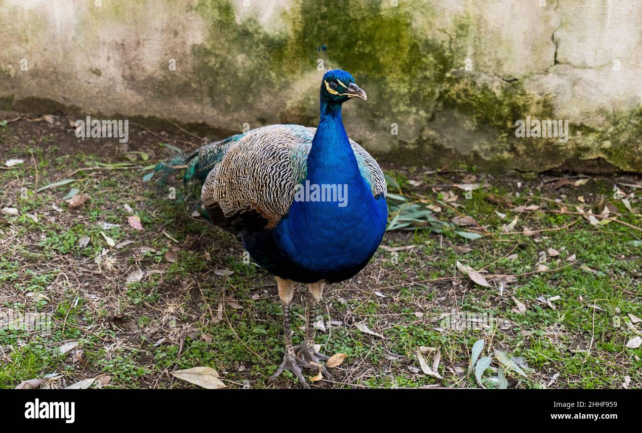 Pavone reale hi-res stock photography and images - Alamy