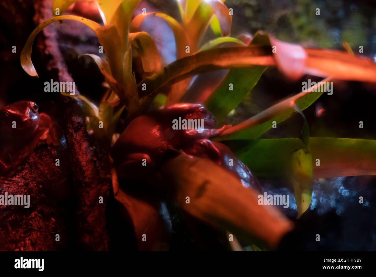 Raganella cerulea australiana hi-res stock photography and images - Alamy